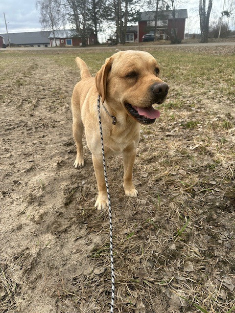 Valpar :: Kennel Greatest Show